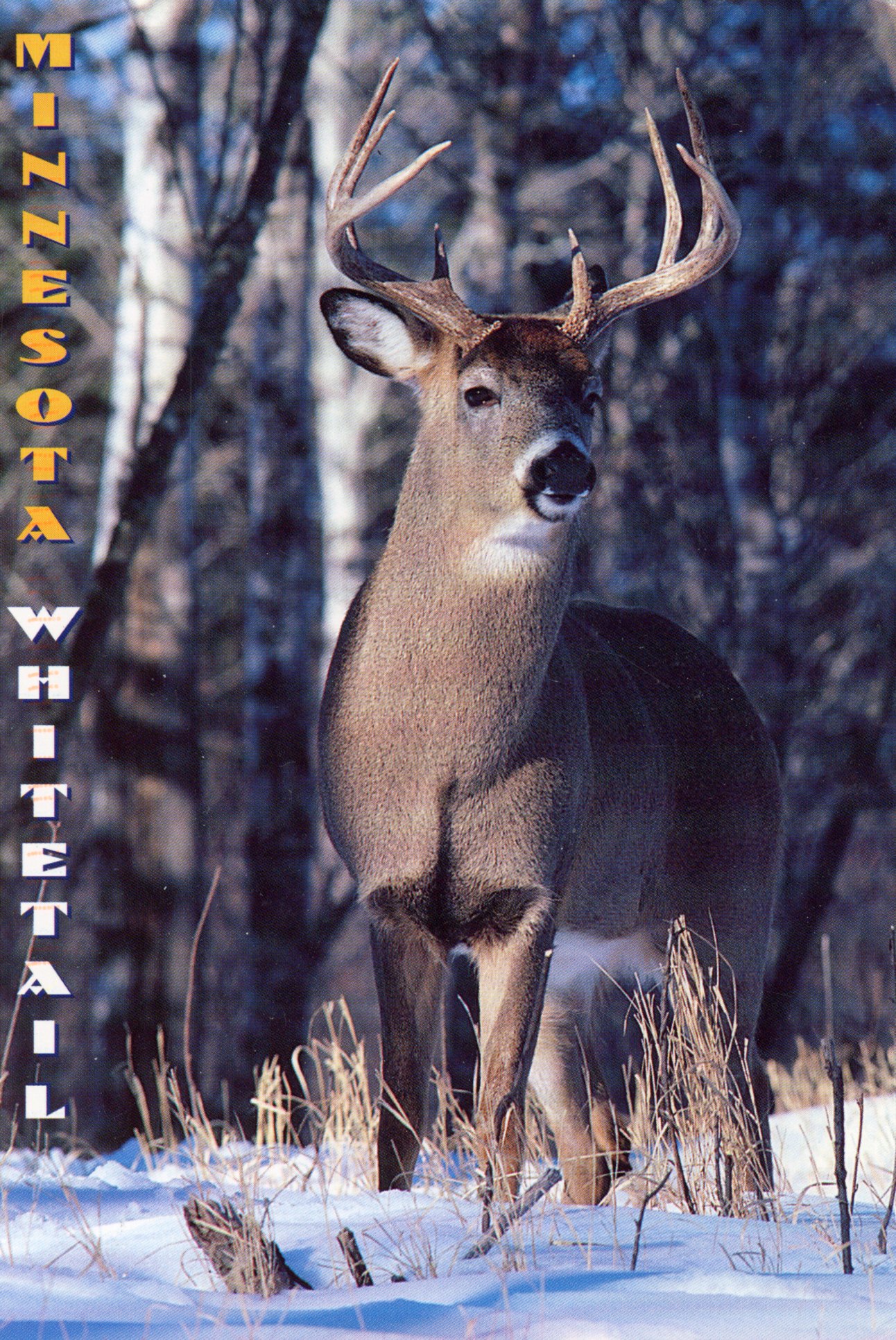 White-Tailed Buck – Postcard Buzz