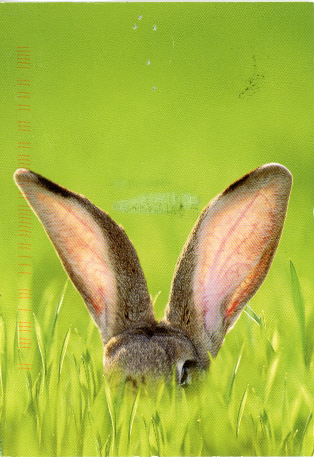 Rabbit – Postcard Buzz
